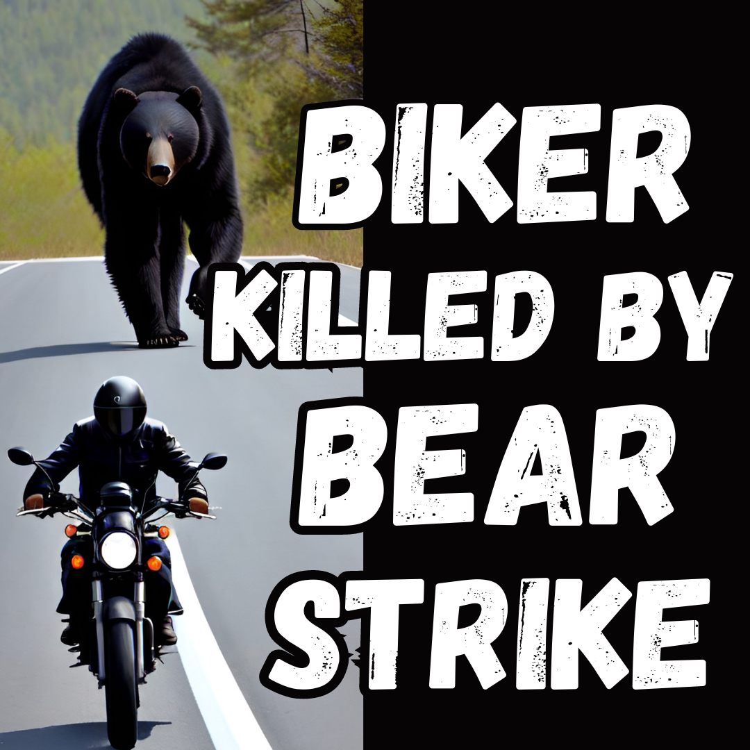 Biker dies after being struck by bear on I-81 – Black Dragon Biker News